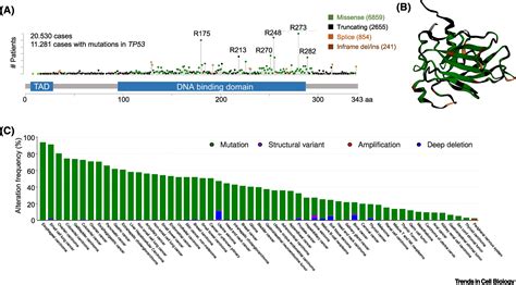Deciphering The Significance Of P53 Mutant Proteins Trends In Cell Biology