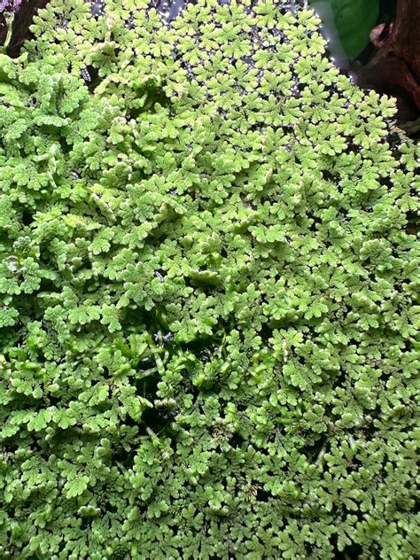 Azolla Fairy Moss Live Aquarium Floating Plant Etsy