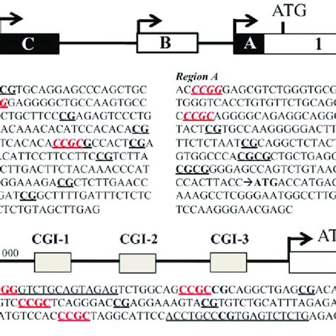 A The Sequence Of Mouse Promoter Esr1 Exon 1c Grcm38 Mm10 Dec 2011 Download Scientific