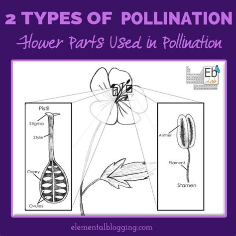 How Do Bees Pollinate Flowers Worksheet At Jenna Stokes Blog