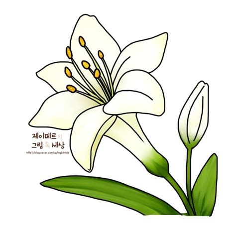 꽃 그리기 백합 그리기 손그림 일러스트 강좌 네이버 블로그