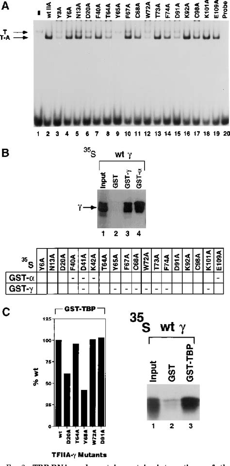Figure 2 From Transcription Factor Iia Mutations Show Activator Specific Defects And Reveal A