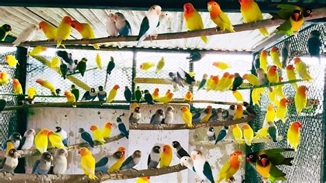 African Love Birds Breeding Setup Love Bird Colony Lovebird Cage