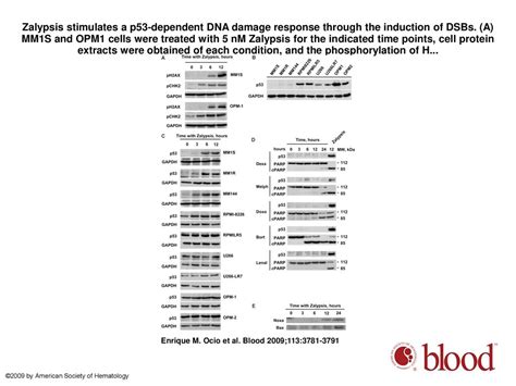 Zalypsis A Novel Marine Derived Compound With Potent Antimyeloma