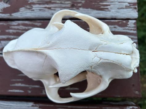 Cougar Skull 00478 Craniates Curiosites Oddity Sales And Restoration