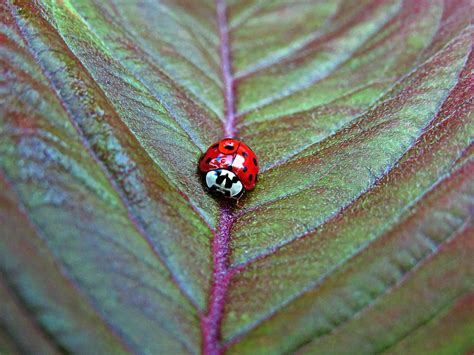 Ladybug Beetle Leaf Free Photo On Pixabay Pixabay