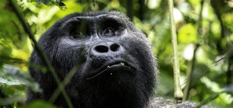 Mgahinga Gorilla National Park