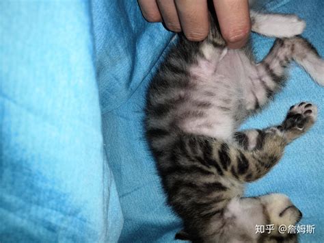 猫咪 知乎