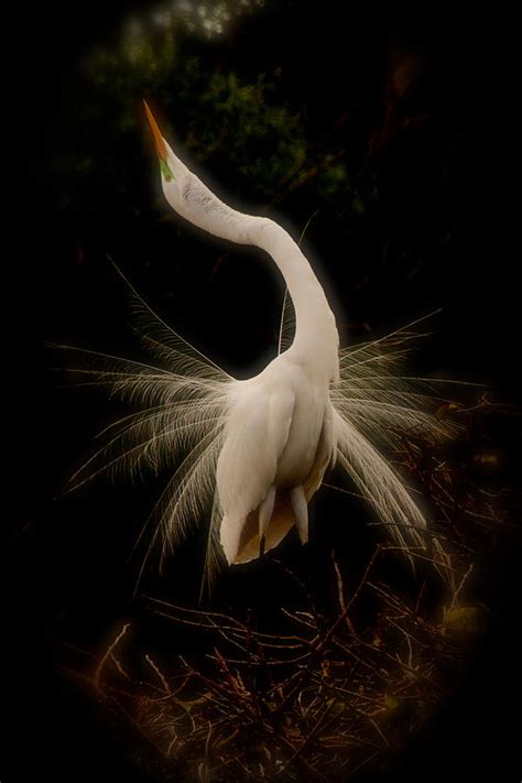 Bird Mating Call Photograph By Louis Jawitz Fine Art America