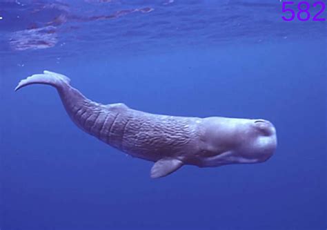 Objects Whale By Lilkanyongmail On Deviantart