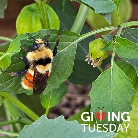 People And Pollinators Action Network Peopleandpollinators • Instagram
