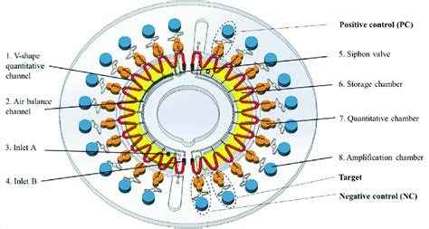 Three Dimensional Structure Of The Microfluidic Chip Three Dimensional