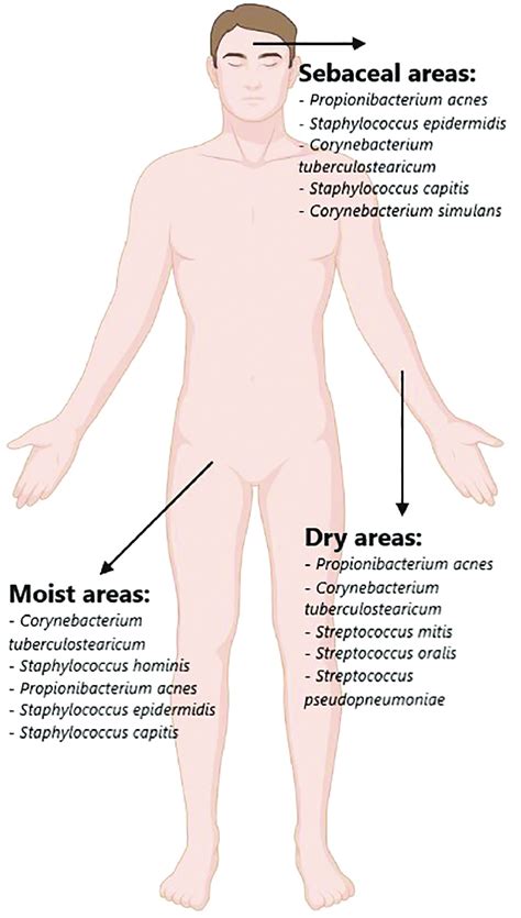 Skin Topographical Microenvironments Based On The Physiology Of The