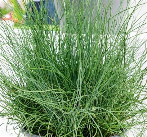Juncus Twisted Dart