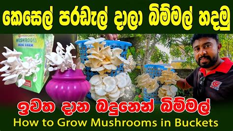 කෙසෙල් පරඩැල් වලින් බිම්මල් අස්වැන්නක් ගමු Mushroom Cultivation Oyster Lanka Mushroom Youtube