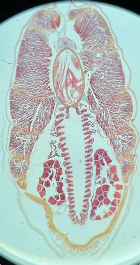 Amphioxus Oral Hood Microscope Diagram Quizlet