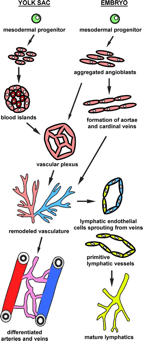 Transcriptional Control Of Endothelial Cell Development Developmental Cell
