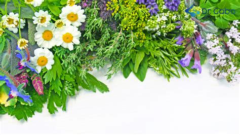 Plantas Medicinales Beneficios Usos Y Propiedades Para La Salud