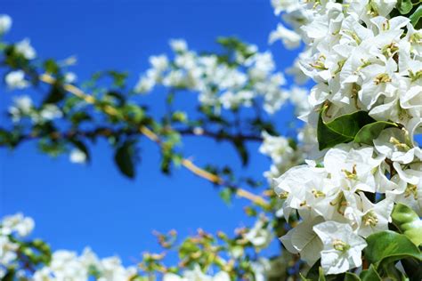 Free Images Tree Branch Blossom Flower Produce Flora Wildflower