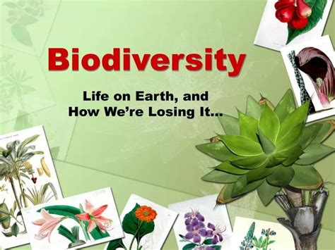 PPT Biodiversity PowerPoint Presentation Free Download ID