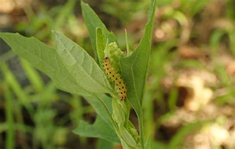 キハラゴマダラヒトリ2若齢幼虫 センスオブワンダふるイモムシケムシ