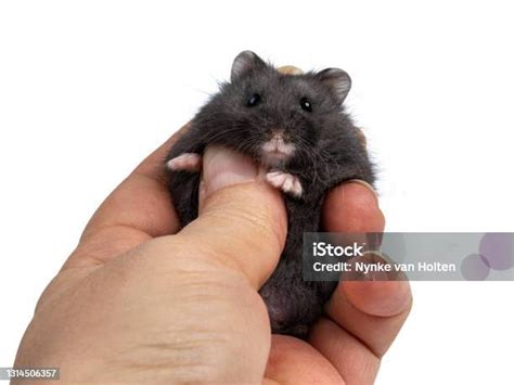 흰색 배경에 아기 햄스터 가축에 대한 스톡 사진 및 기타 이미지 가축 검은색 귀여운 Istock