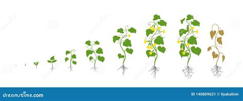 Cucumber Plant Growth Stages Vector Illustration Cucumis Sativus
