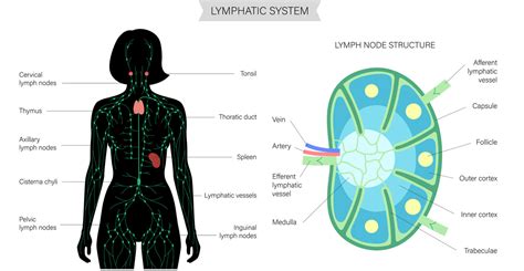 Retroperitoneal Lymph Nodes