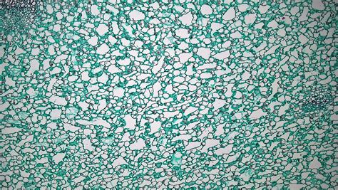 Free Photo Submerged Dicot Stem Inner Cortex In In Nymphaea Air Plant Vascular Free