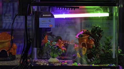 Begini Cara Menjernihkan Air Aquarium Dan Menjaganya Tetap Bersih