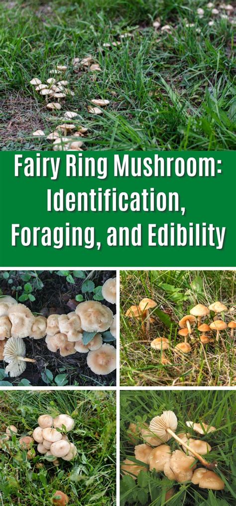 Fairy Ring Mushroom Identification Foraging And Edibility Mushroom Appreciation