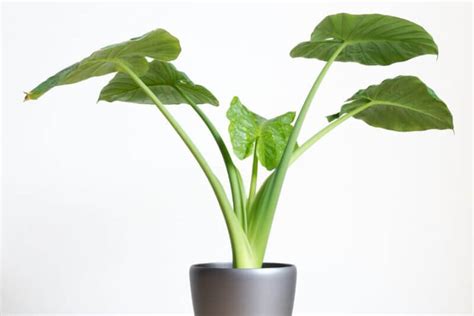 How To Revive The Elephant Ear Plant A Gardeners Guide Gardeninghow