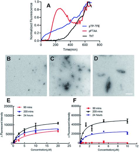 A Normalized Fluorescence Intensities Of Ptp Tfe Pftaa And Tht In An