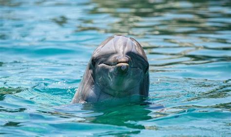Dolphins Are Promiscuous Major Study Finds Animals Have Sex For Fun