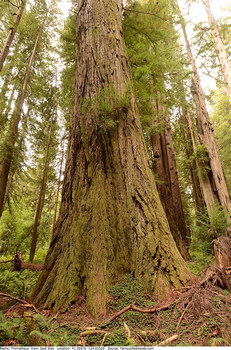 Prometheus Tree