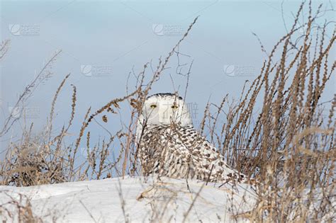 雪鸮在高高的草丛中捕猎，躲在雪山顶上