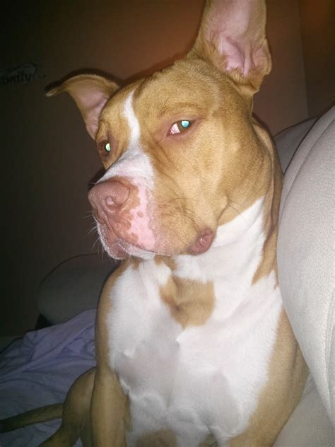 max | Modern Dog magazine