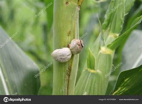 Corn Smut Ustilago Maydis Disease Corn Plant Field Fungal Disease Stock