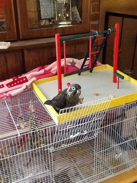 Meet Lucy Our Dusky Pionus