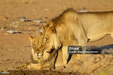 남아프리카 칼라하리 사막의 물홀에서 술을 마시는 젊은 남성 사자 갈고리 발톱에 대한 스톡 사진 및 기타 이미지 갈고리 발톱 건조 기후 고양잇과 Istock