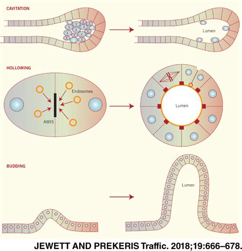 Apical Membrane Example At Isabel Spiegel Blog