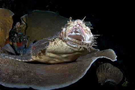 The Unconventional Beauty Of The Tasselled Wobbegong