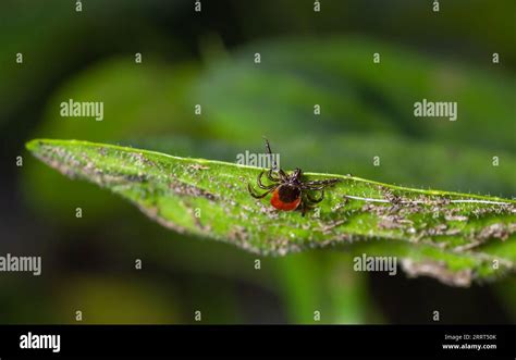 A Dangerous Parasite And Infection Carrier Mite Sitting On A Green Leaf