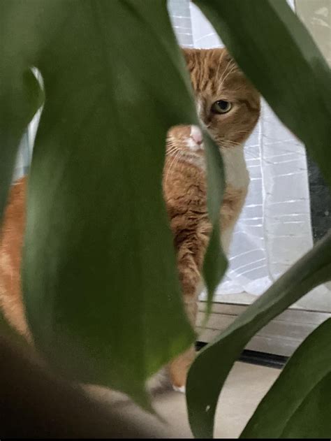A Couple Artsy Shot Of My Friends Kitty Marmalade” Aka Chicken” R