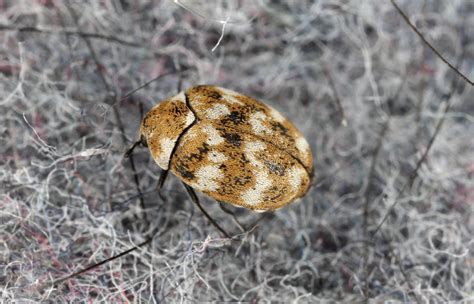 The Secret To Using Dermestid Beetles For Taxidermy