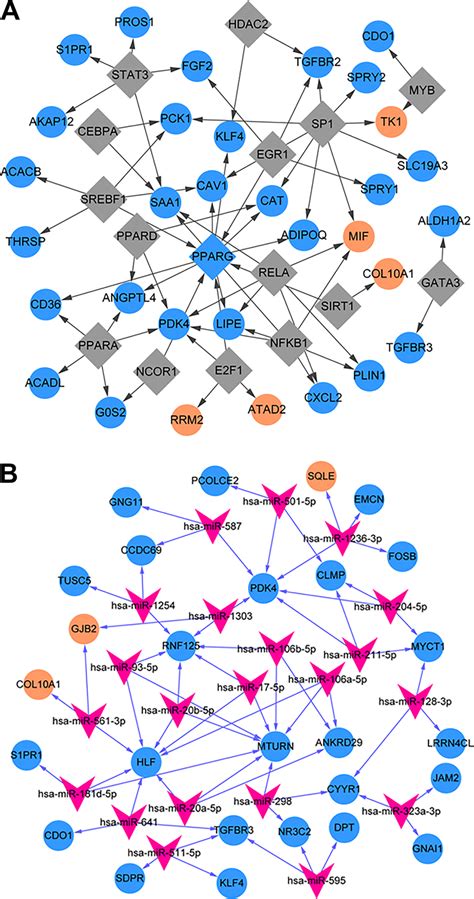 The Regulatory Network Of Transcription Factor TF Target A And