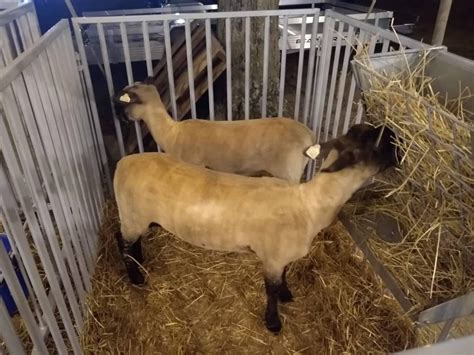 Stella And Hazel By Kdawg7736 On Deviantart