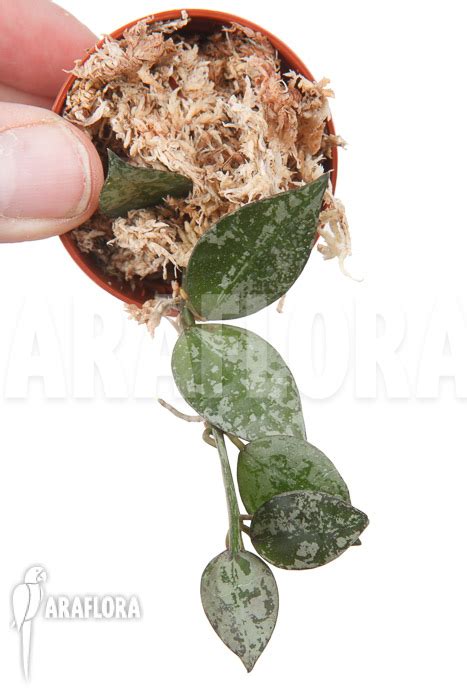 Hoya Lacunosa Silver Leaves