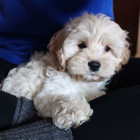 Cute Cockapoo Puppy Go Follow Her Instagram Gracieloucockapoo