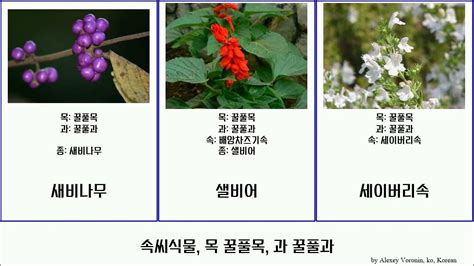 속씨식물 목 꿀풀목 과 꿀풀과 Pan Josh Angiosperms 익모초 샐비어 배초향 파출리 용머리 방아풀 작살나무